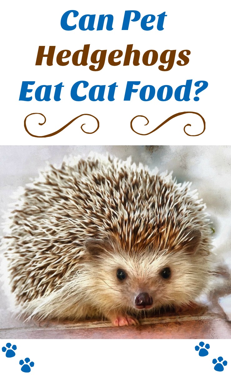 Pet Hedgehog Food Can Hedgehogs Eat Cat Food Frank Loves Beans Pet Hedgehog Food Can Hedgehogs Eat Cat Food Frank Loves Beans