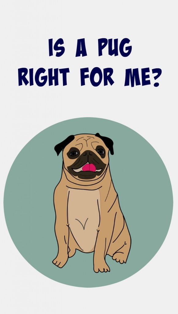 Is a pug right for me? - Frank Loves Beans