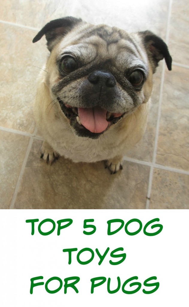 Favorite pug dog toys