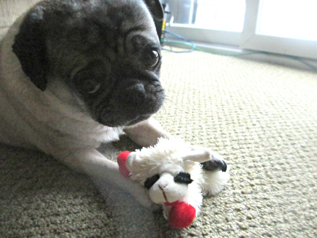 pug lamb chop dog toy - Frank Loves Beans