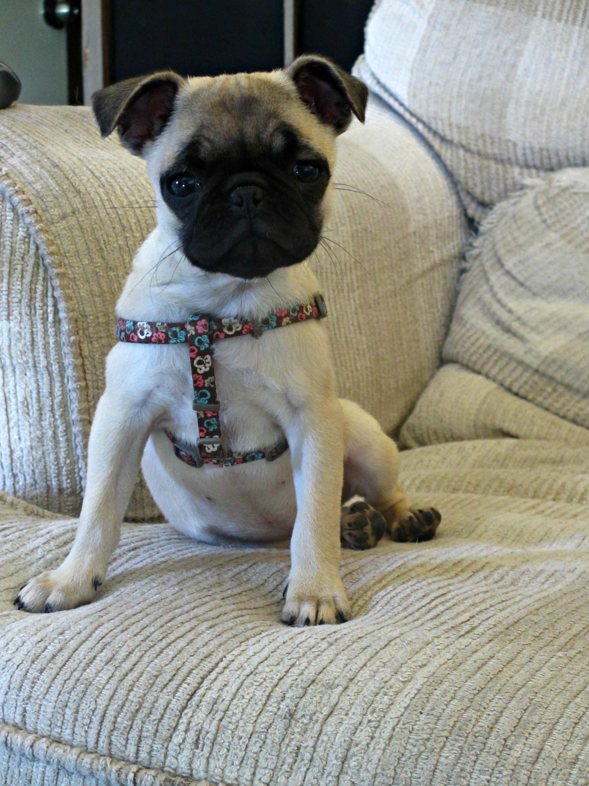 bringing home a puppy - Frank Loves Beans