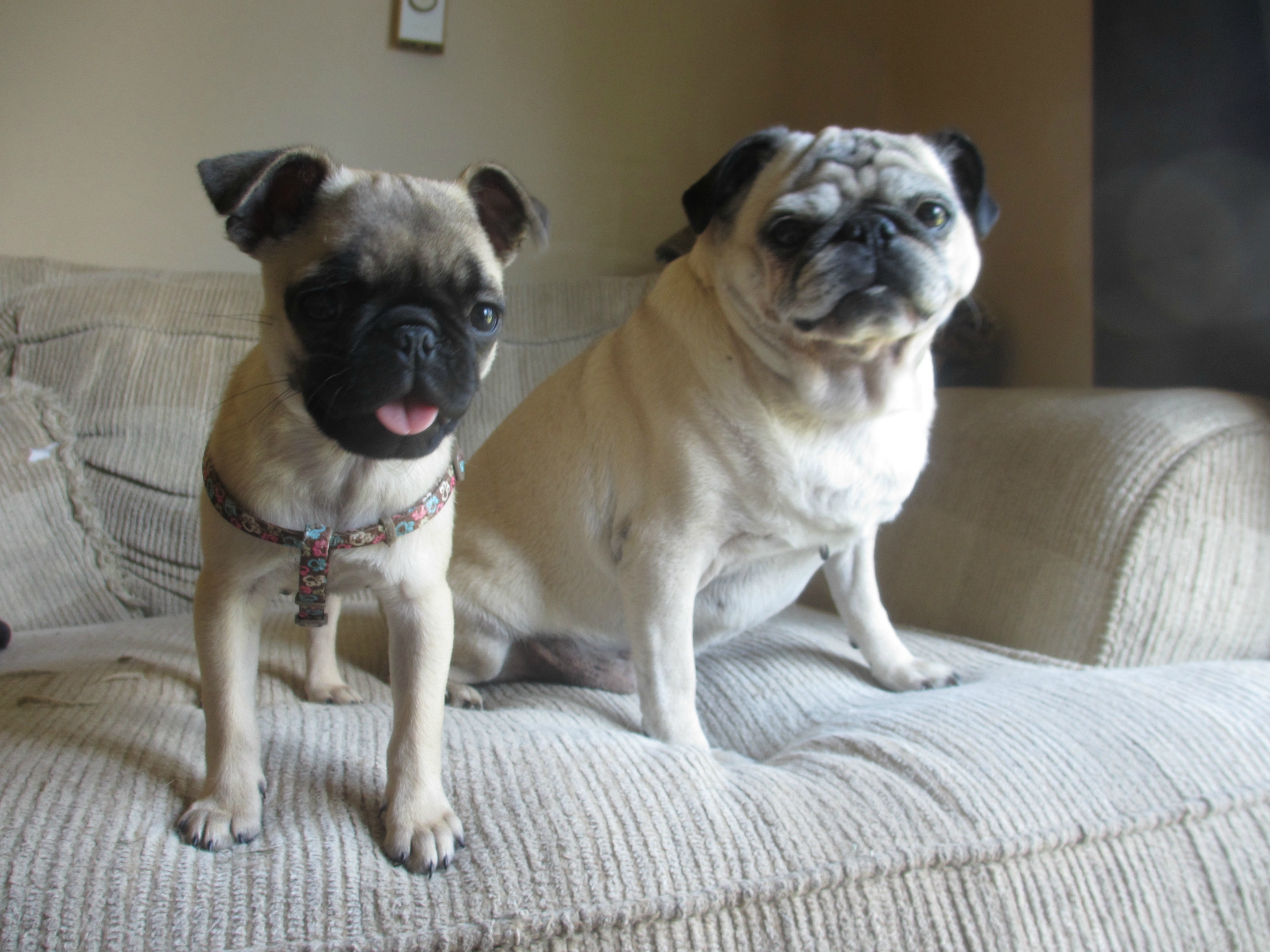bringing home a pug puppy - Frank Loves Beans