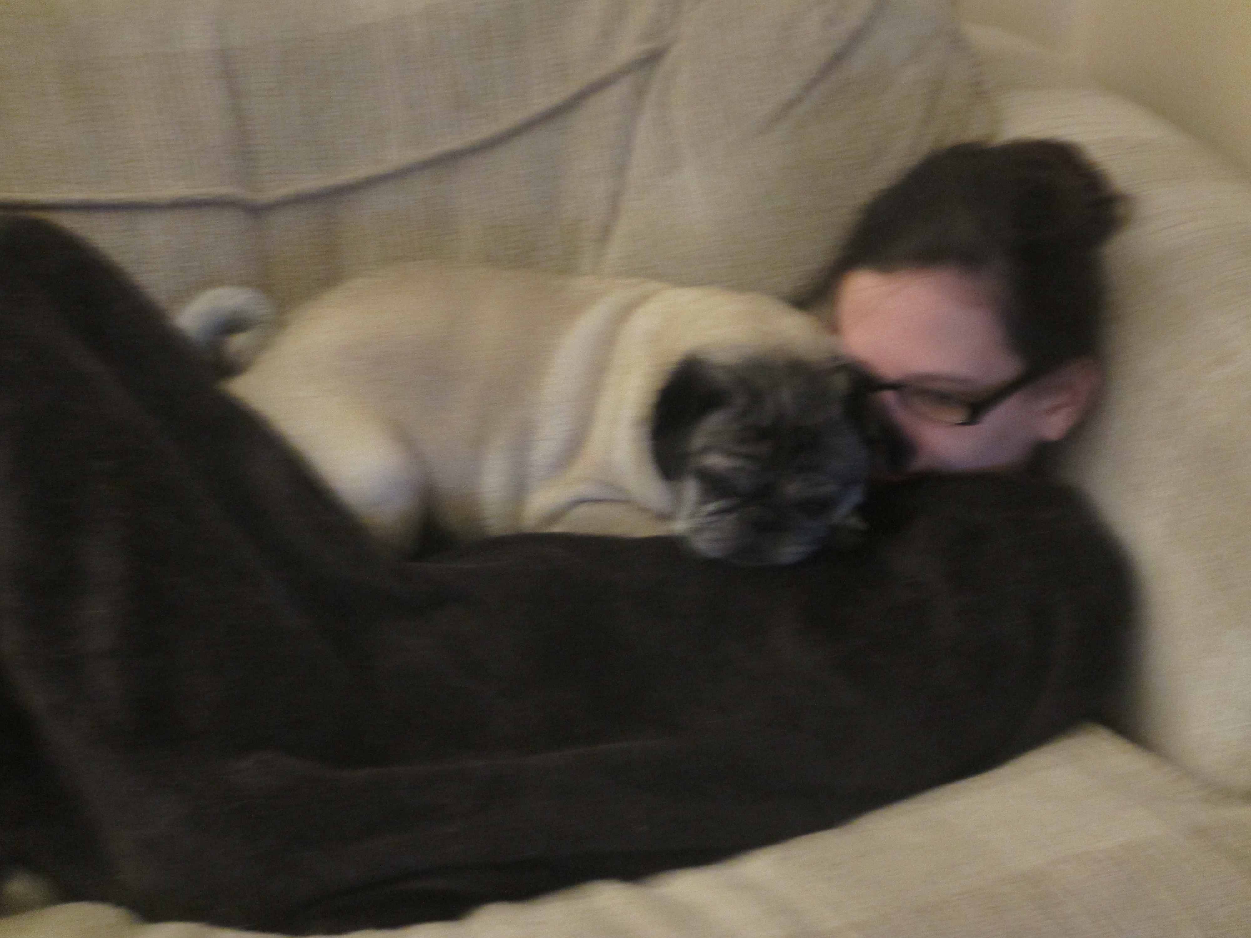 Pug personal bubble - Frank Loves Beans