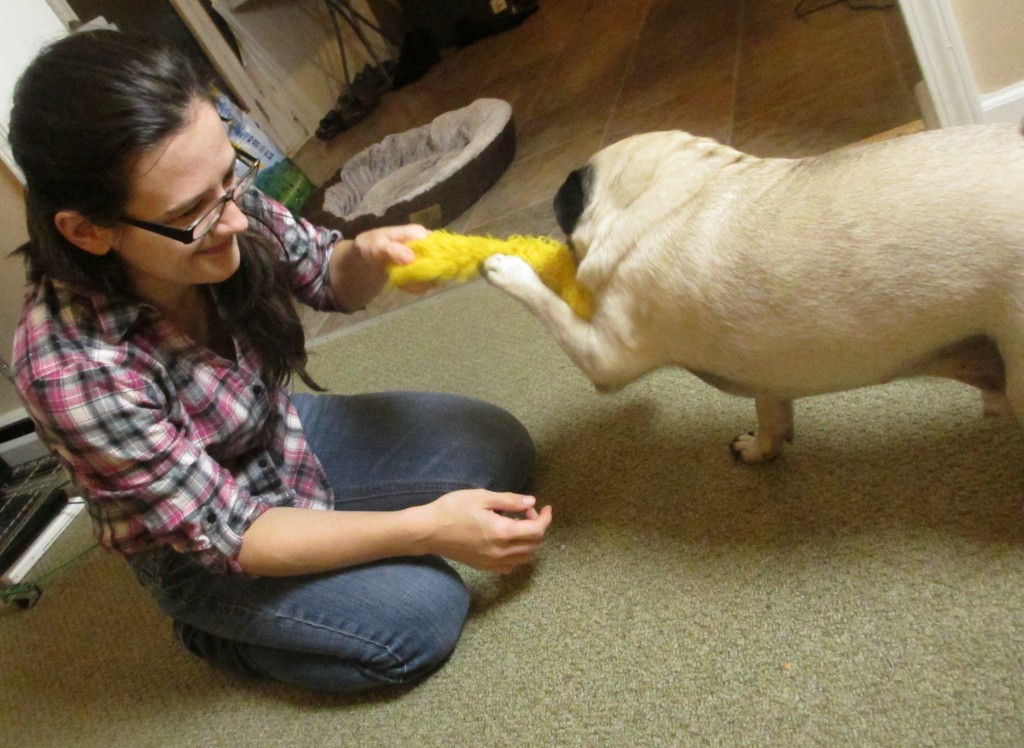 frank the pug playing tug - Frank Loves Beans