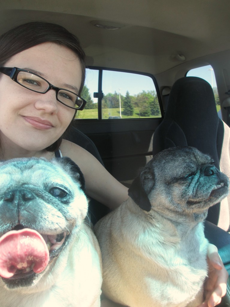 pugs in the car - Frank Loves Beans