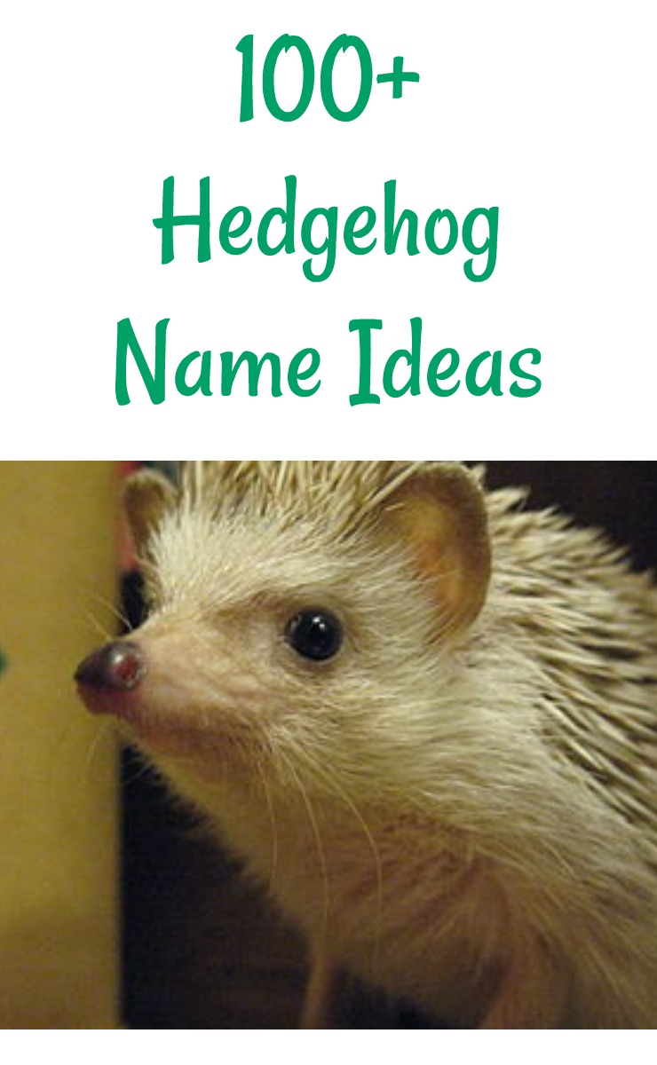 Pet Hedgehog Name Ideas