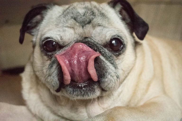 Trachea Collapse In Pugs - Frank Loves Beans