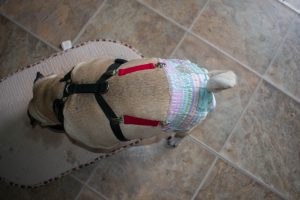 How To Get A Dog Diaper To Stay On A Pug - Frank Loves Beans