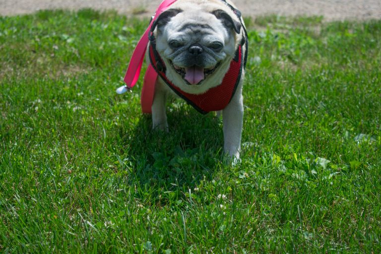 Posts About Dogs | Frank Loves Beans